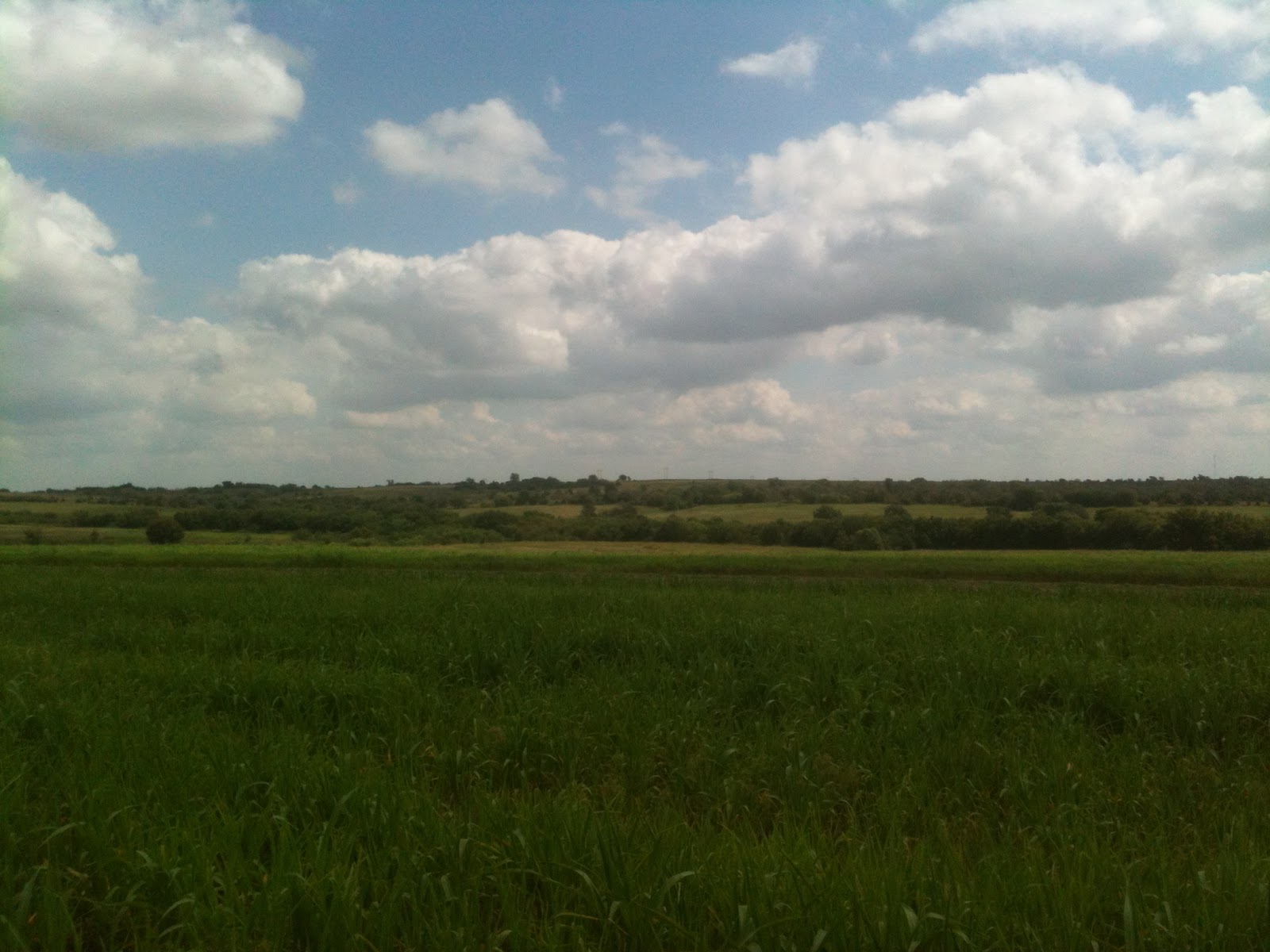 Watch Out For The Bull: Baling Sorghum-sudangrass Hay