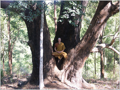 Ecopaesaggio® Natural Healing Land: TREE-meditations