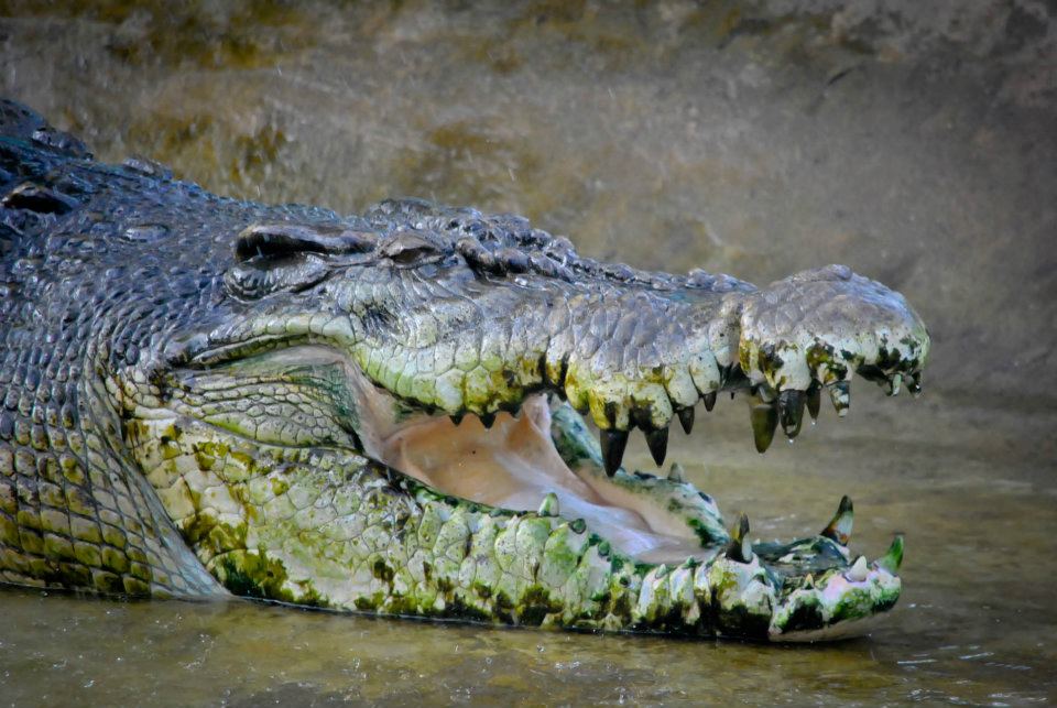 Wanderer: Bunawan, Agusan del Sur - Farewell Lolong!