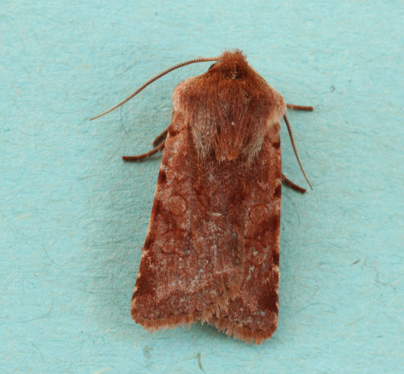 Ceredigion Moths: Small Quakers