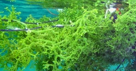 Potensi, Distribusi, dan Klasifikasi Rumput laut