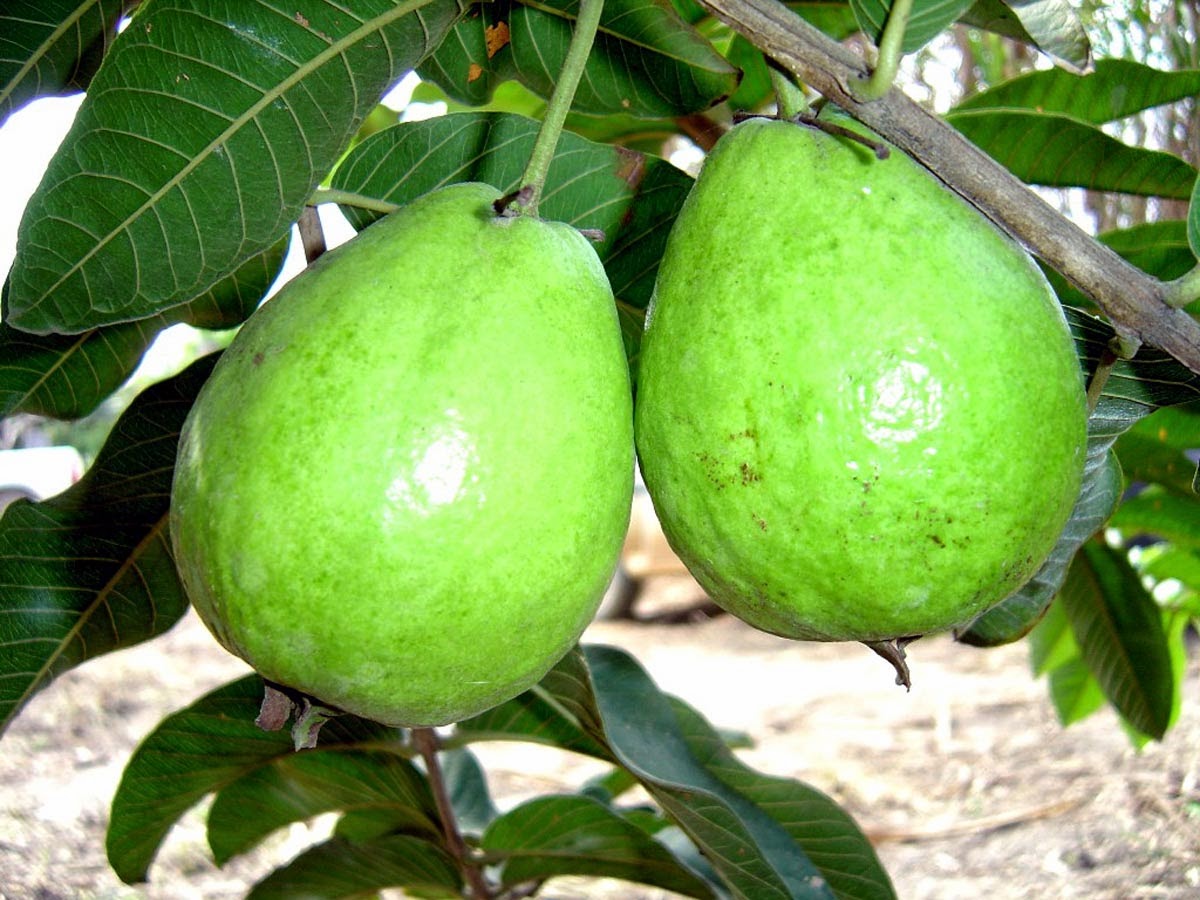 Como Plantar Goiabeira ~ Como Plantar