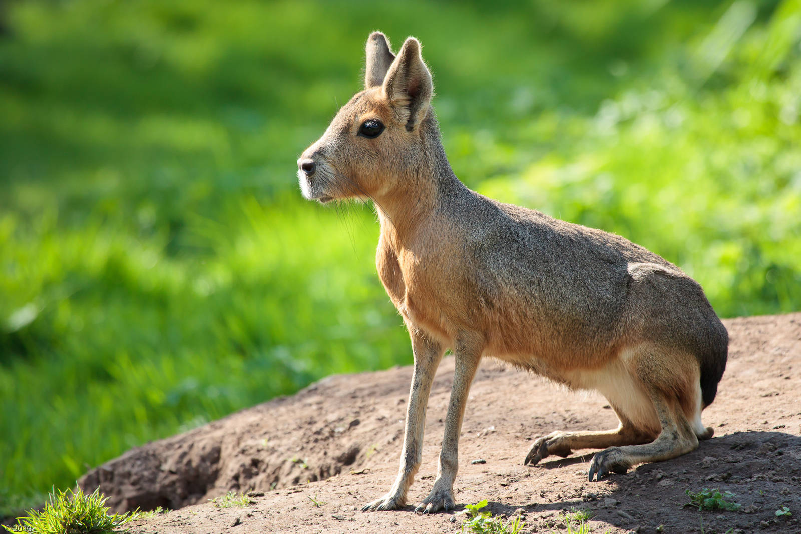 Patagonian Mara | Animals Library
