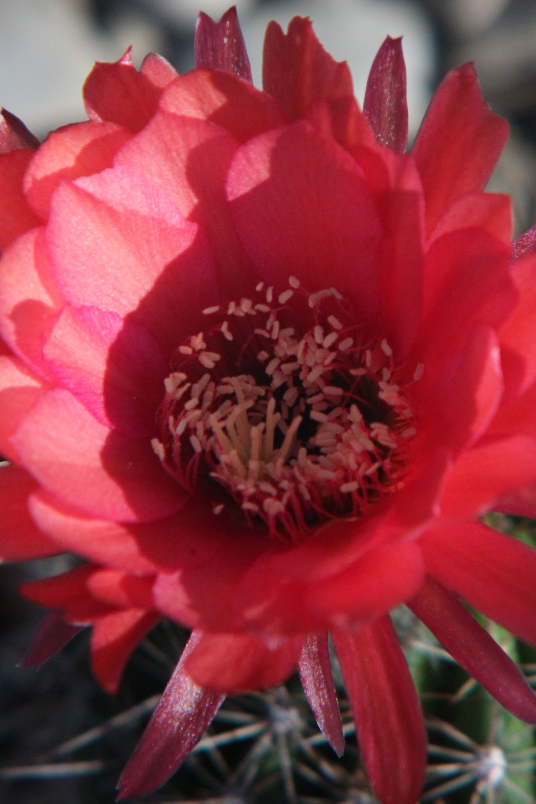 Rock-Oak-Deer: Cactus Flower Beauty