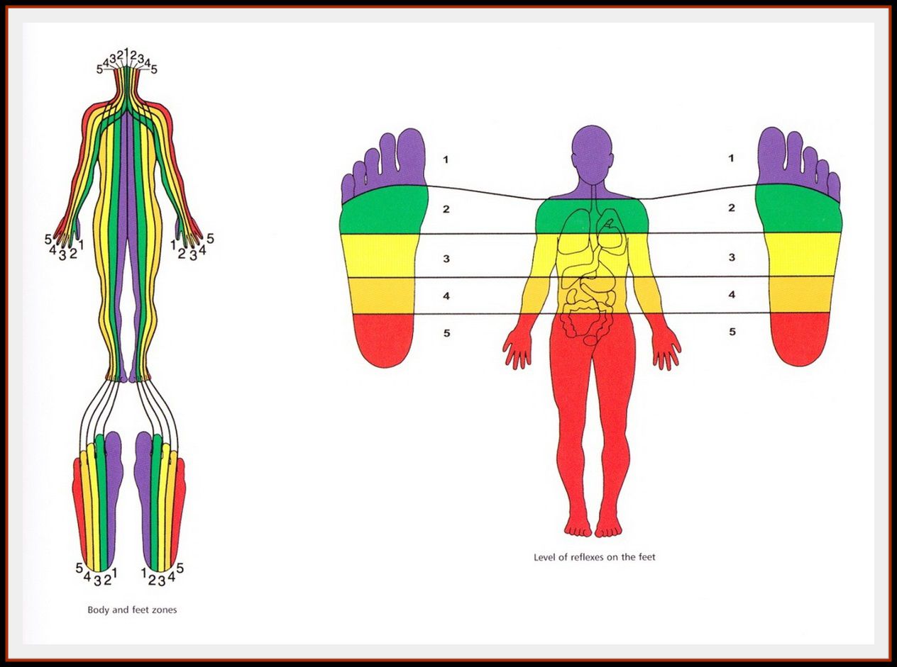 truthlady3: Dermatomes Dermal Segmentation