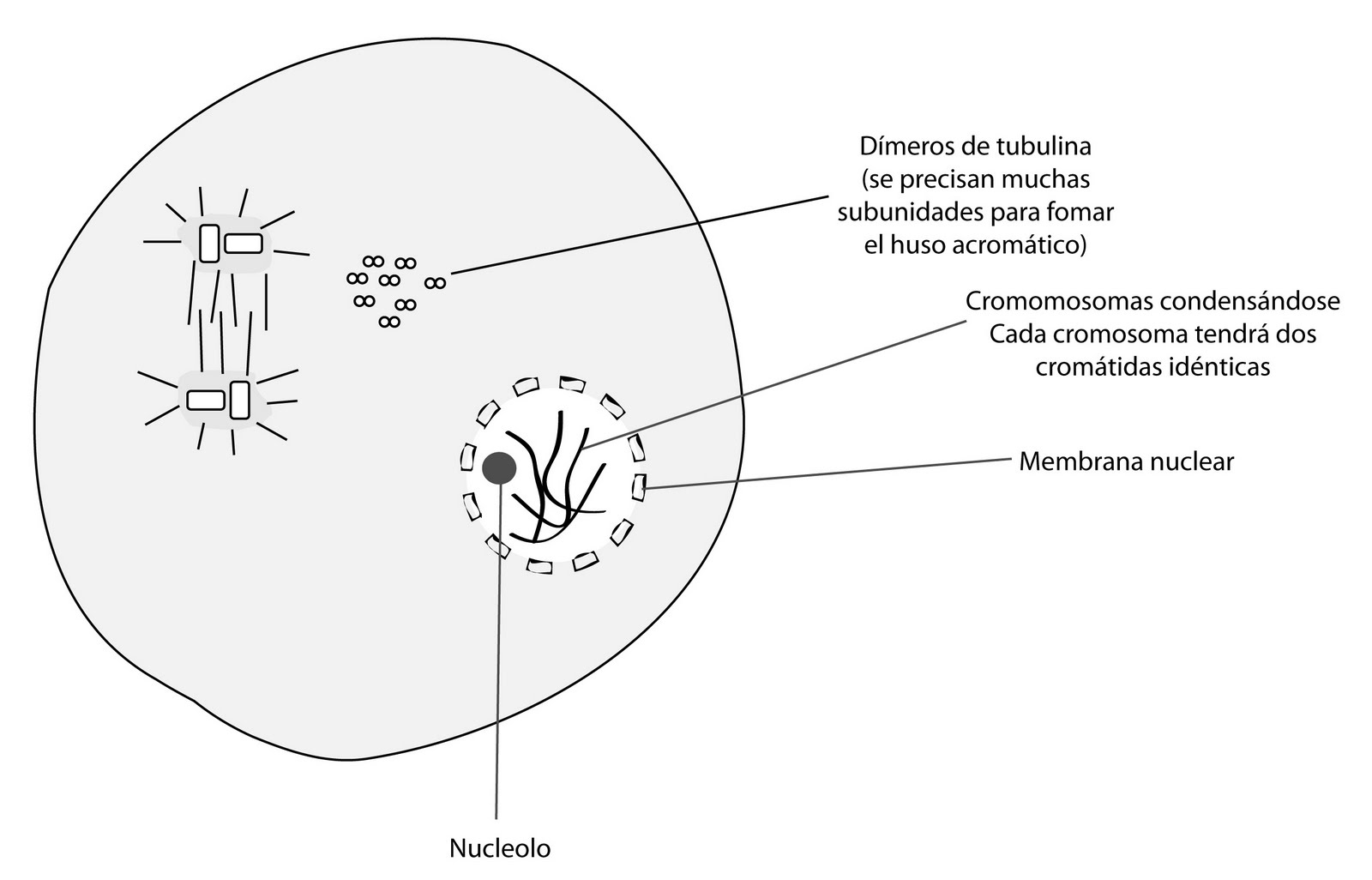el moderno prometeo: Breve introducción a la división celular: mitosis ...