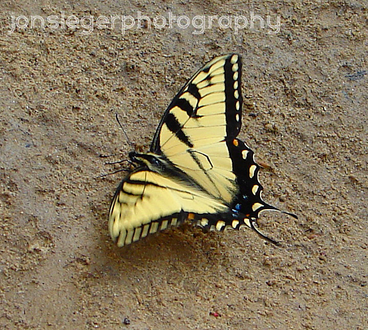 Northern Illinois Birder: Eastern Tiger Swallowtail Butterflies and ...