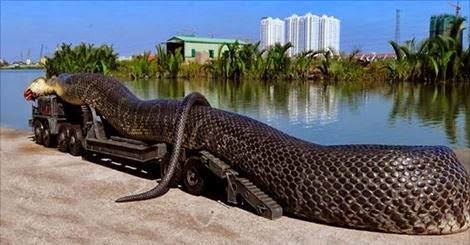 COBRA GIGANTE É CAPTURADA NO MAR VERMELHO PRÓXIMO AO EGITO!