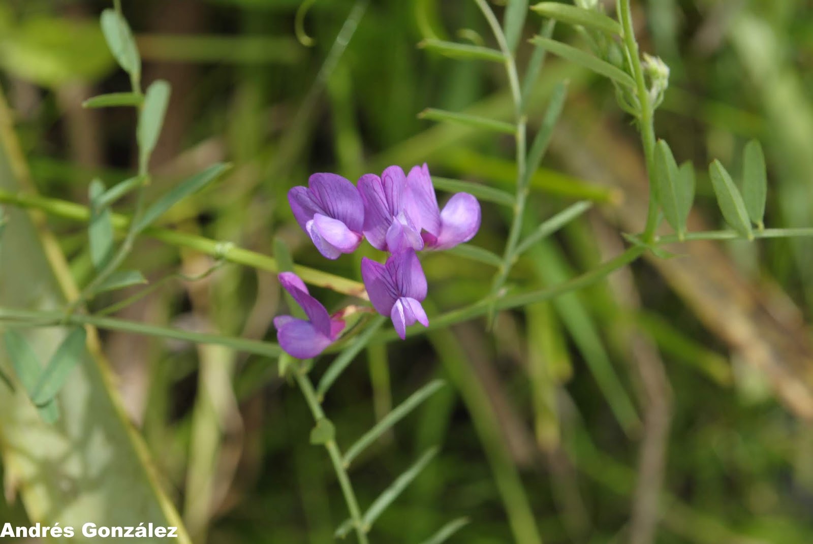 FOTOS DE FLORA NATIVA Y ADVENTICIAS DE URUGUAY : Vicia graminea ...