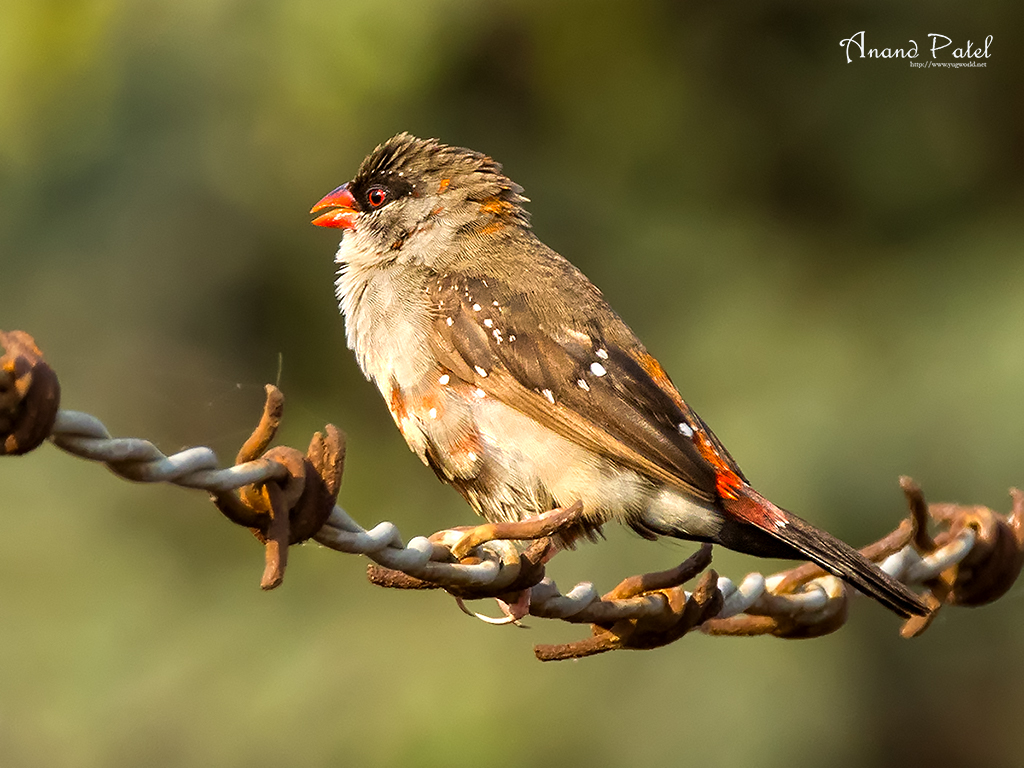 Red Munia Male | YuGWoRLD