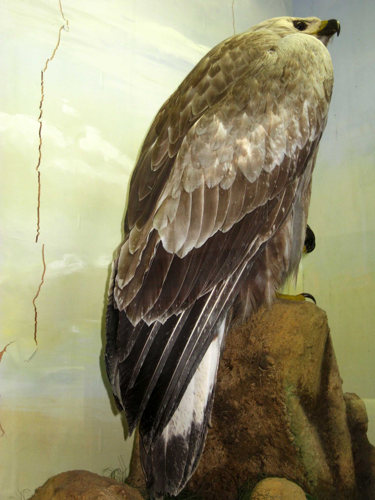 Pip Dickens | Paintings : Toward the Light - Touring Exhibition