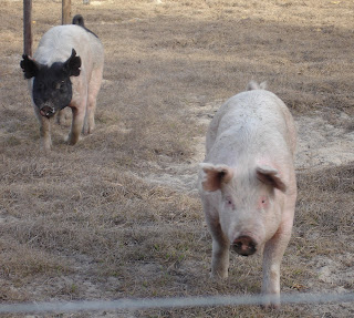 Blue Starr Gallery: Chicken Little or Henny Penny