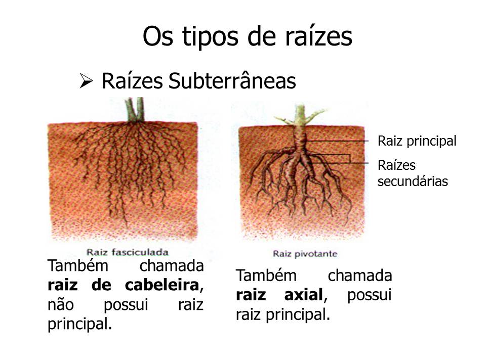BIOLOGIA NA VIDA: Raízes