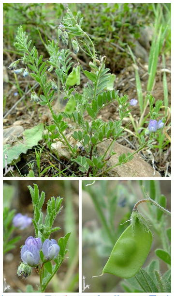 SembrandoBío Huerta ecológica: Plantar lentejas