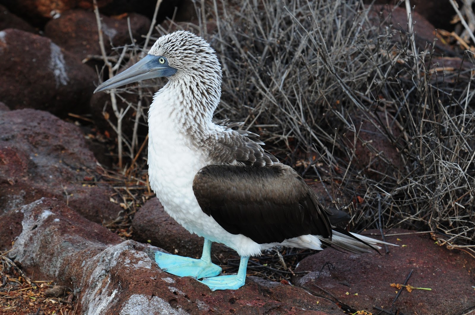BLUE FOOTED BOOBY photos - wallpapers | the fun bank