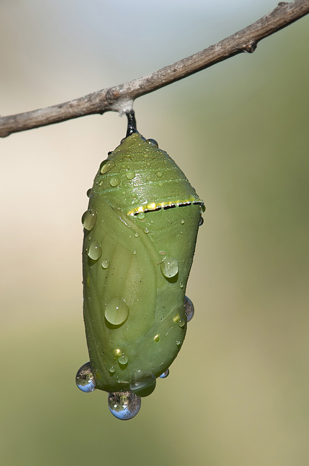 fragmentos da galaxia: A crisálida