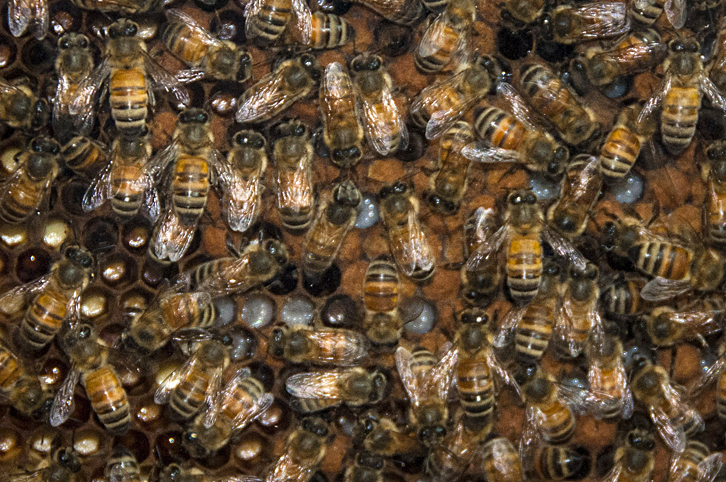 Pacific Science Center Life Sciences: The Bees Get a New Home