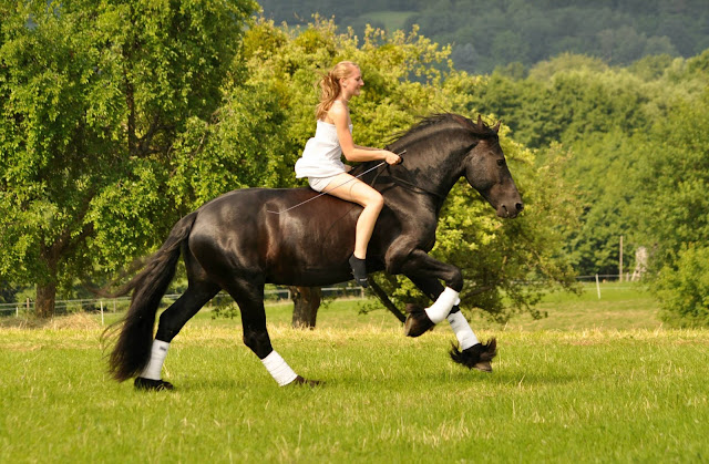 PFERDE & REITEN & TURNIERE : Trense - Kandare