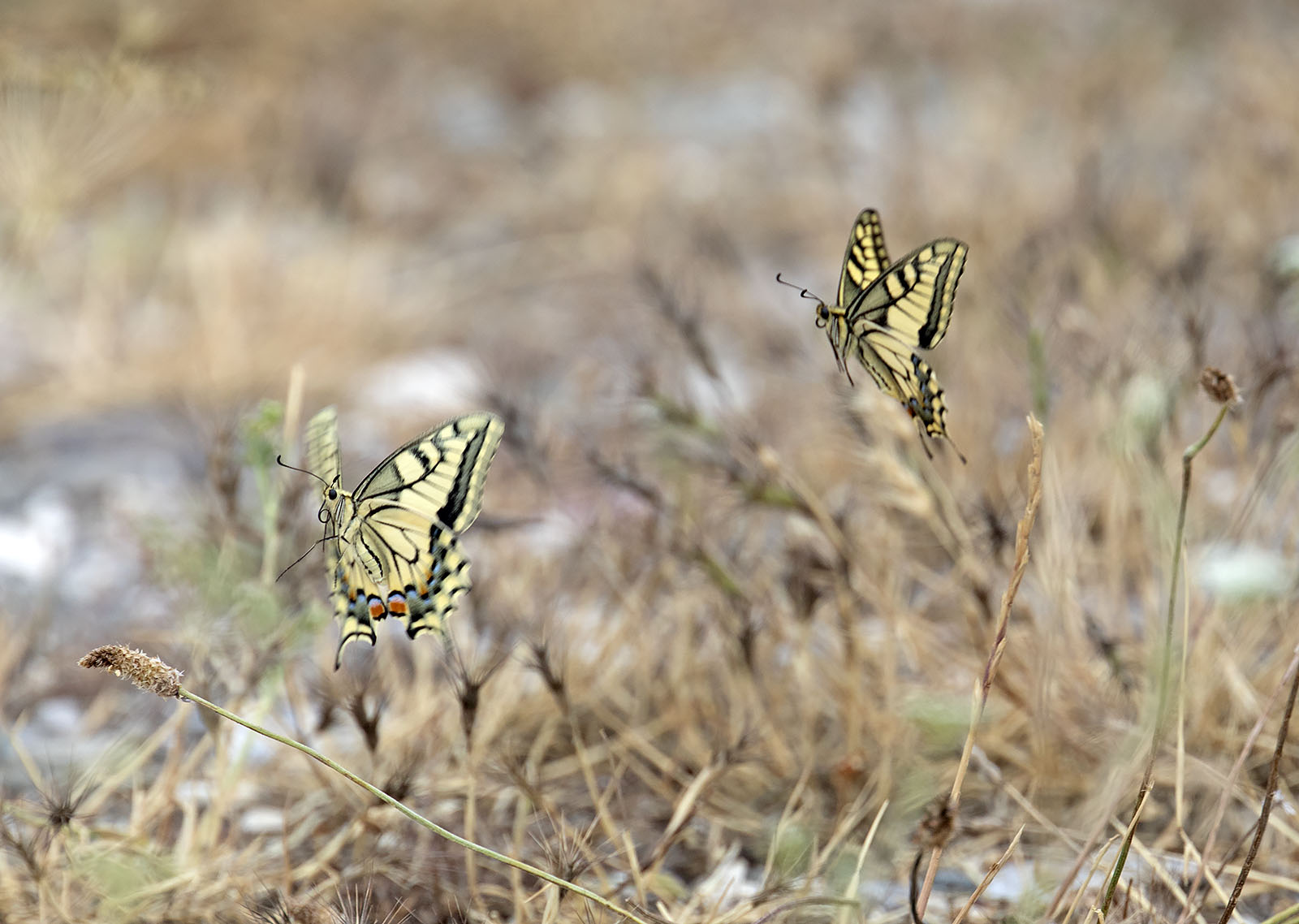 pewit: a few insects from Cyprus