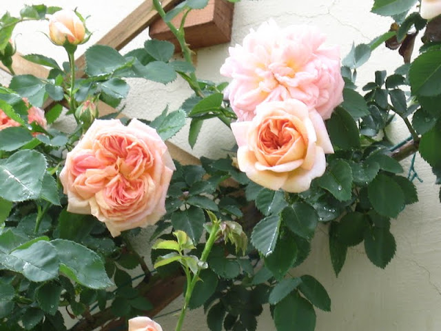 Jurnal de gradina: Rosa Alchemist