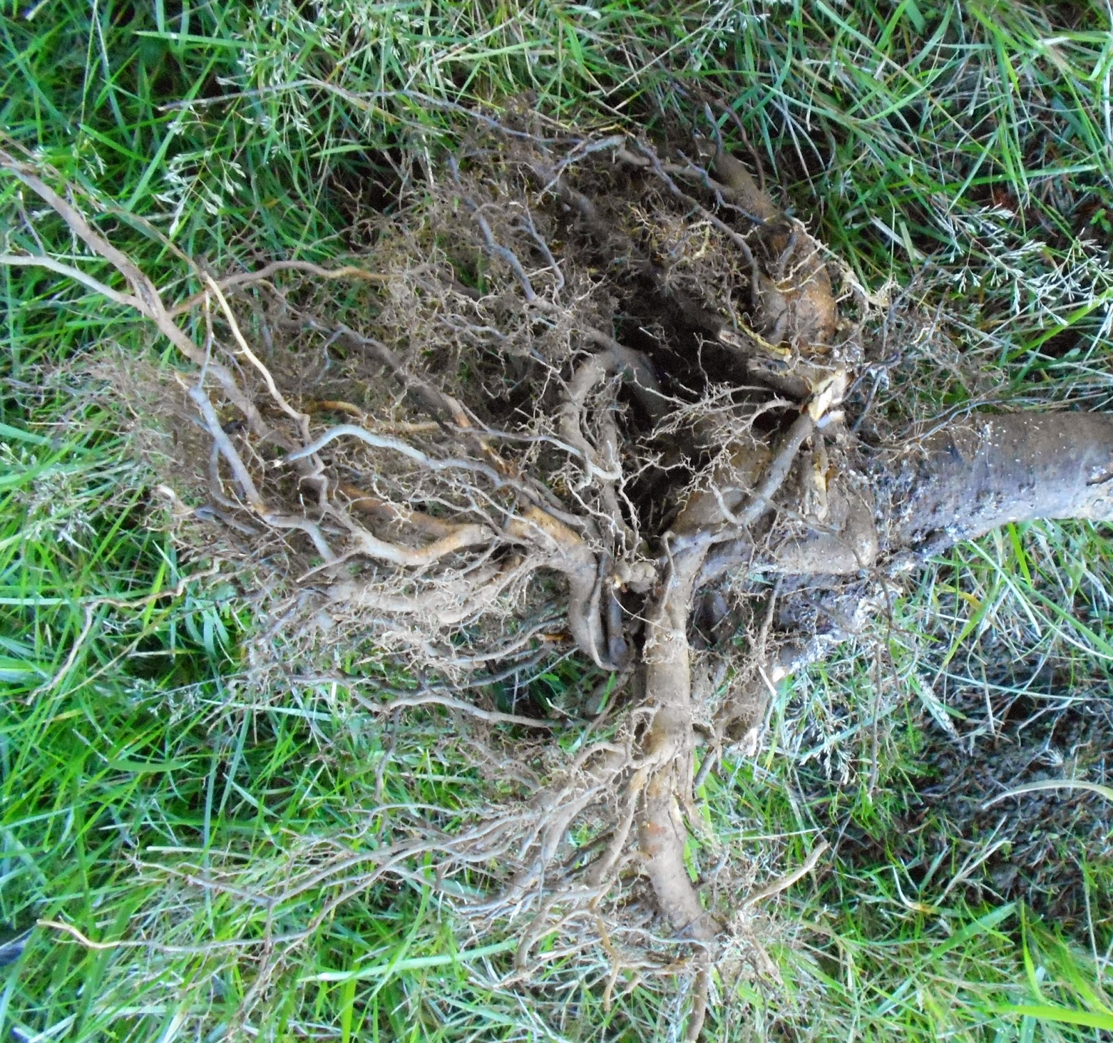 Daniel's Pacific NW Garden: Tree Autopsy. 10.19.14
