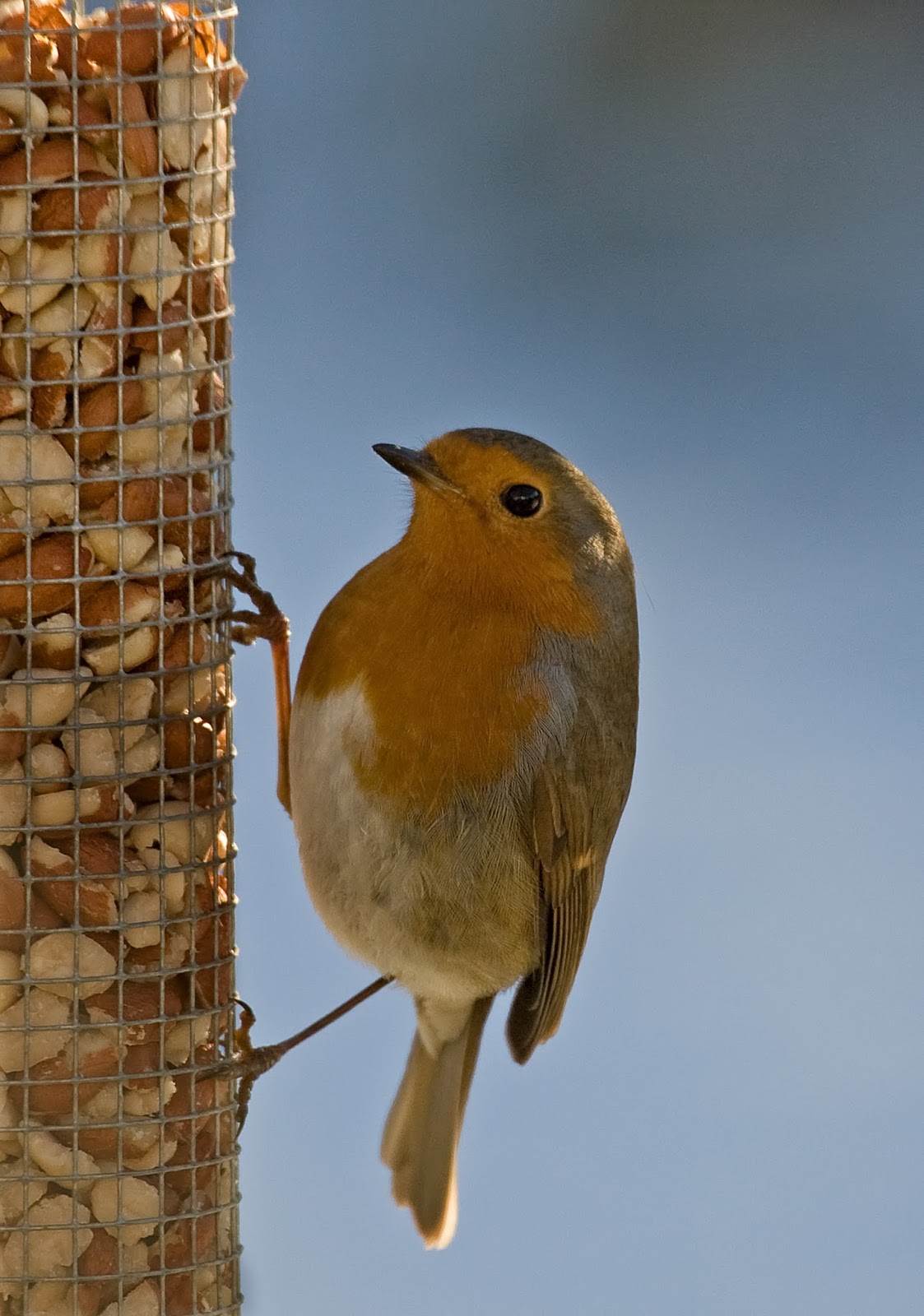 BirdWatch Ireland's Conservation Team blog: Irish Garden Birds - Rockin ...