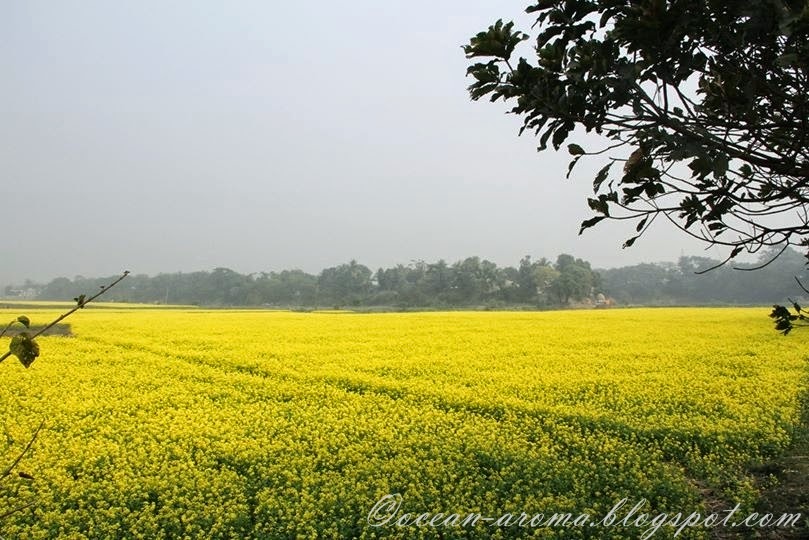 Most beautiful Shorisha Flower Unique HD Wallpaper « Ocean Aroma