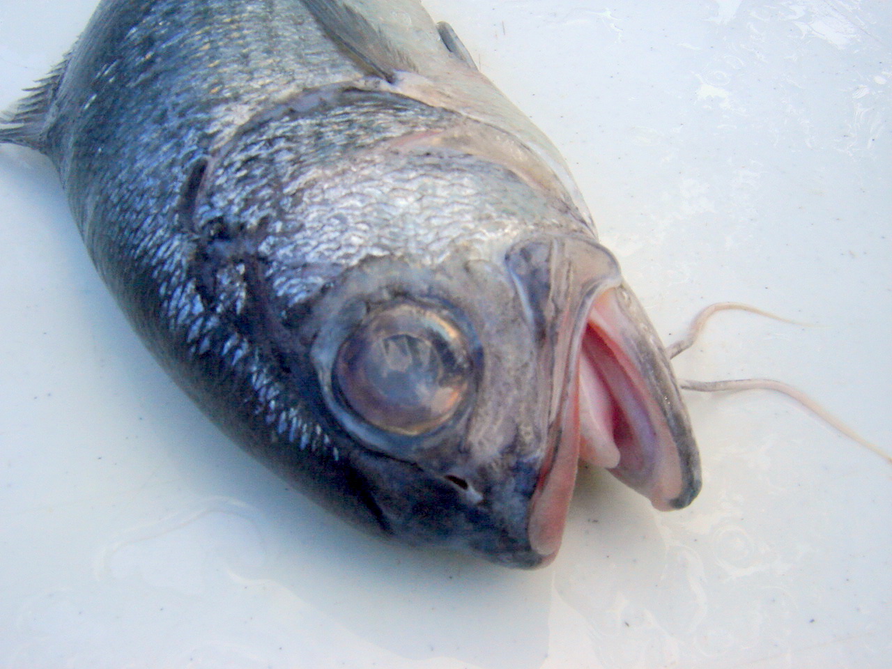 professor fish heads: ....finally, the Beardfish