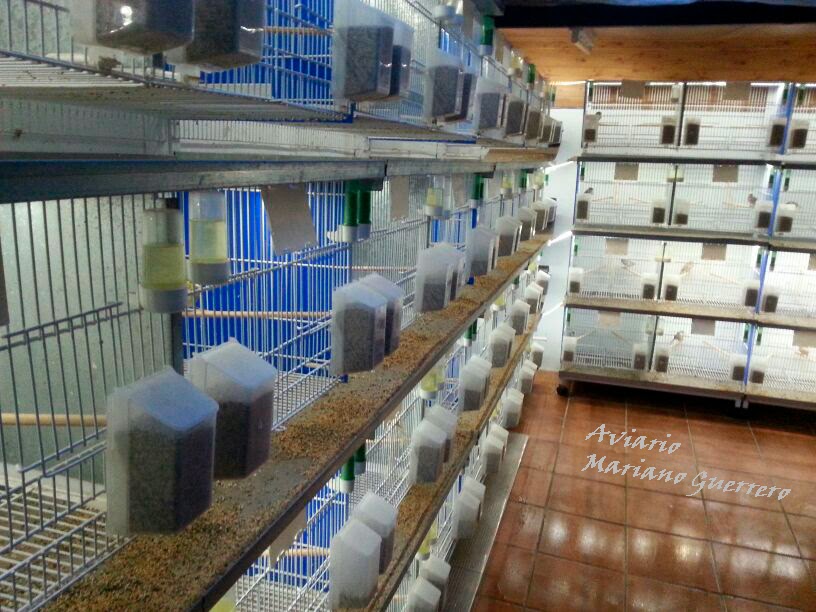 AVIARIO MARIANO GUERRERO: Machos ya individualizados