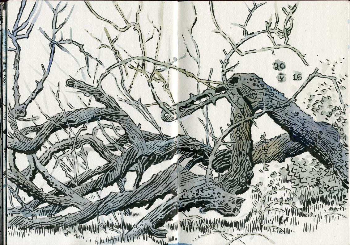Simon Gane: Fallen tree sketches