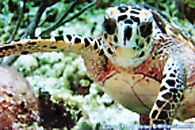 Heart of Borneo Corridor Initiative: A Gift to the World