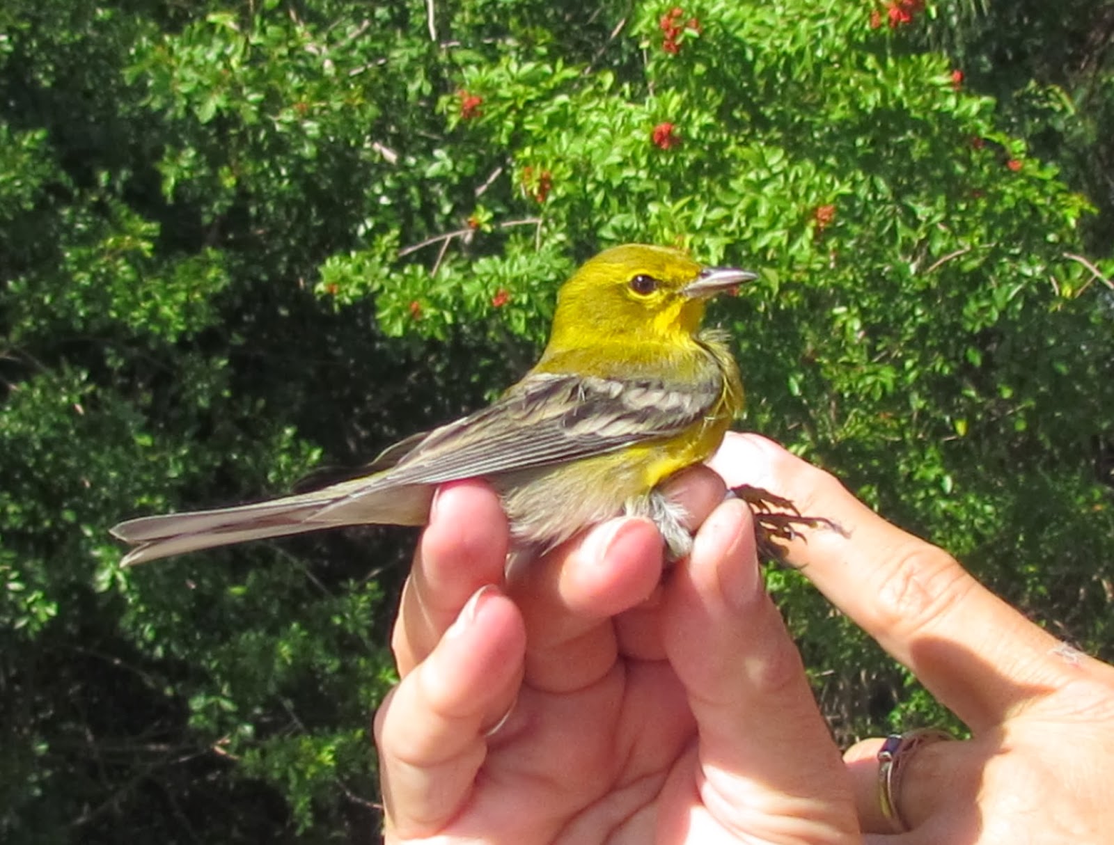 Bird Banding: Learning From Birds In-hand: Color Banding Painted Buntings
