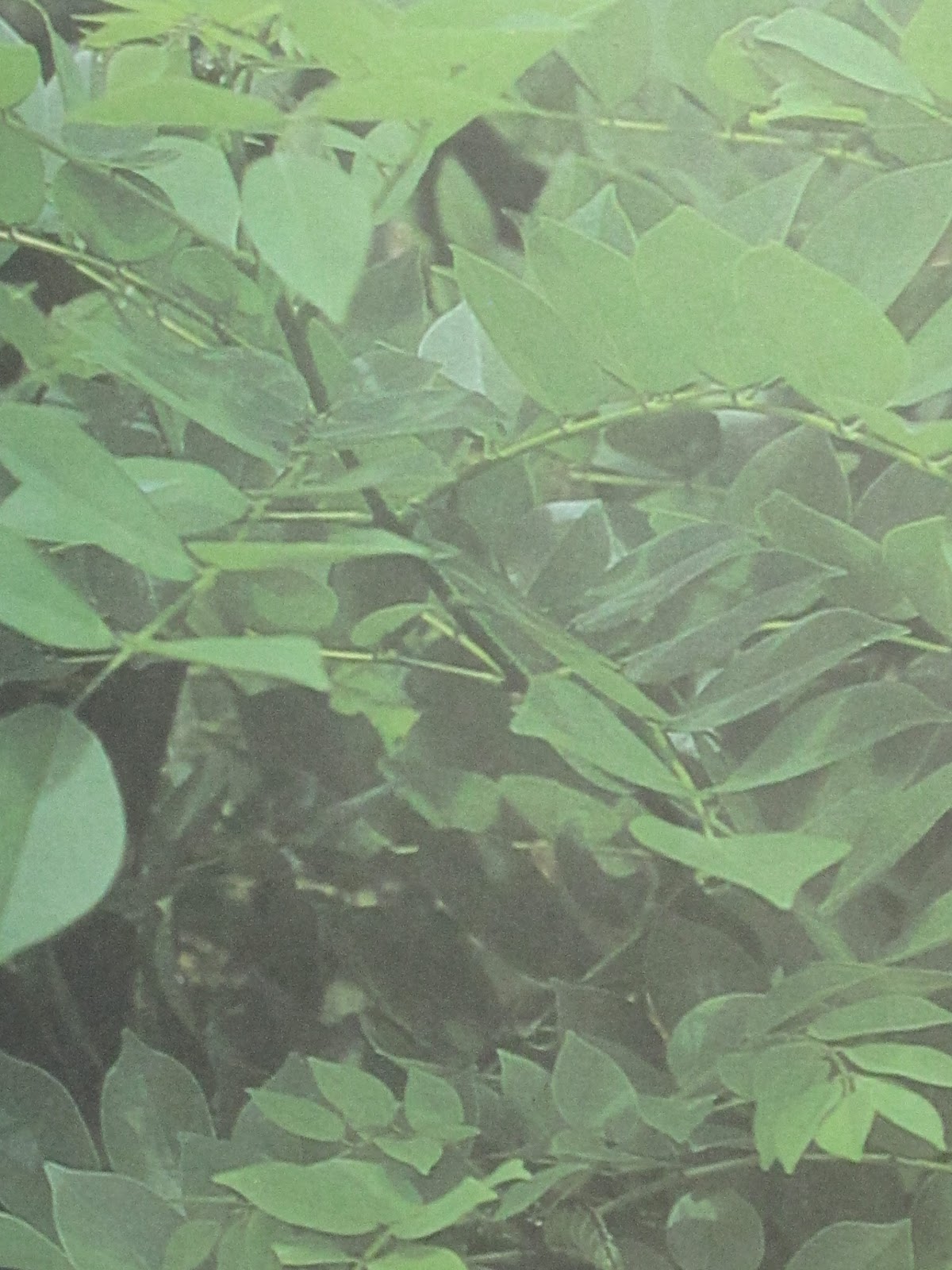 herbal leaves, herbal medicine plants and treatments: Gliridia Sepium ...