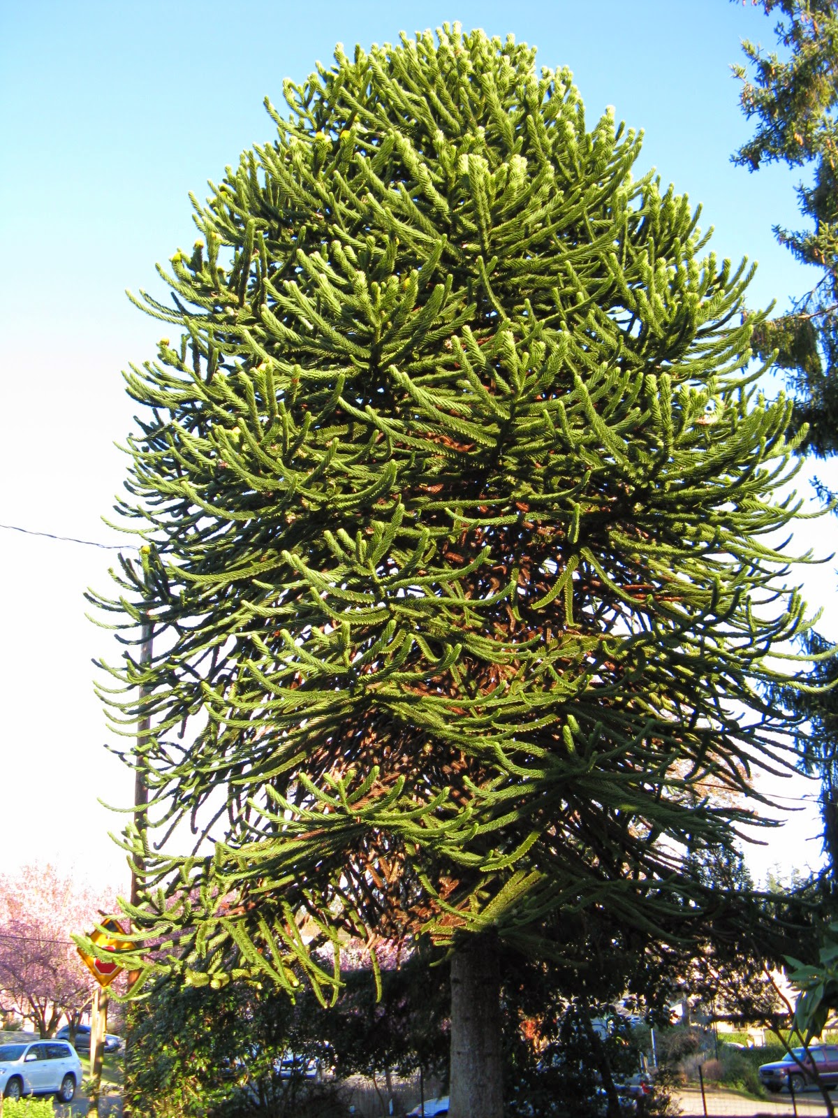 Trees of Santa Cruz County: Araucaria aruacana - Monkey Puzzle Tree