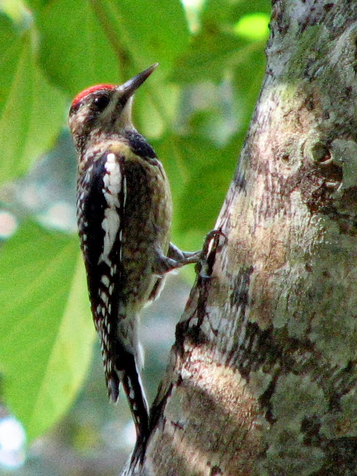 SE Texas Birding & Wildlife Watching: Houston Area Woodpeckers