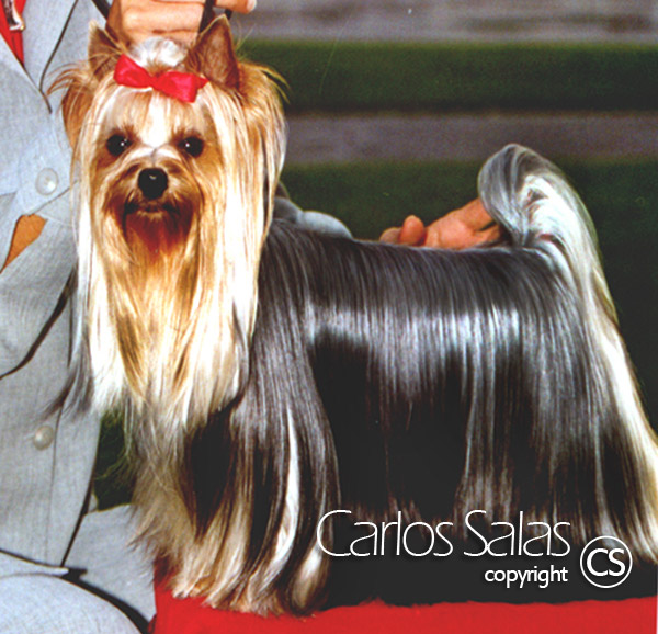 La Villa y Corte Yorkshire Terrier: Chevrolet de La Villa y Corte