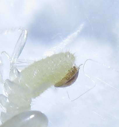 Photos and Info on Ants and Termites of Malaysia: Commensalism ...