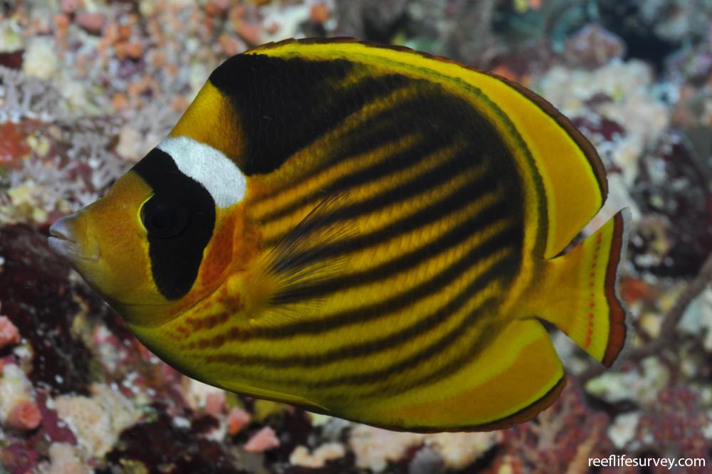 IKAN KEPE-KEPE ~ Everything About Fish