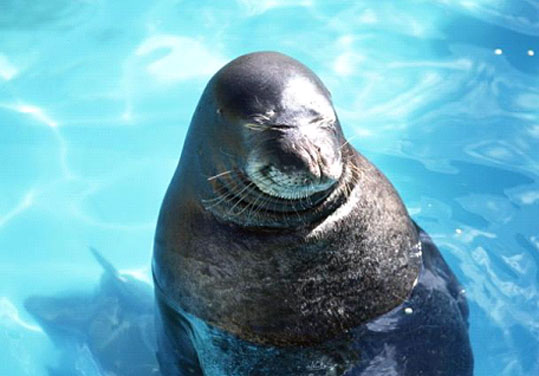 Cheiro de Bicho: Focas