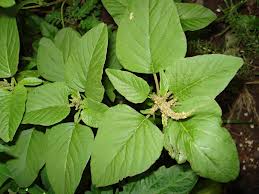 E X P E R I Ê N C I A: Foto da planta BREDO