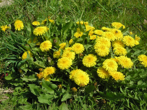 RIZNICA LEKOVITOG BILjA: PREŽIVLJAVANjE U PRIRODI (samonikle jestive ...