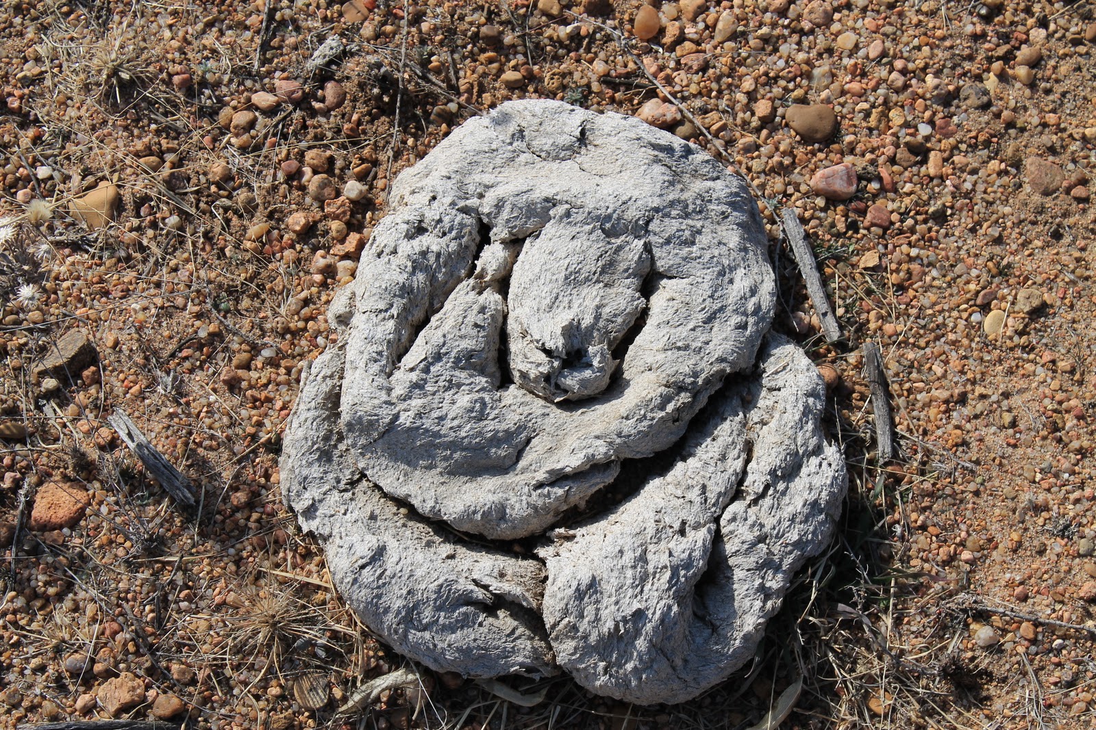 Sybil X 5: Scenery, cow poo and bones.