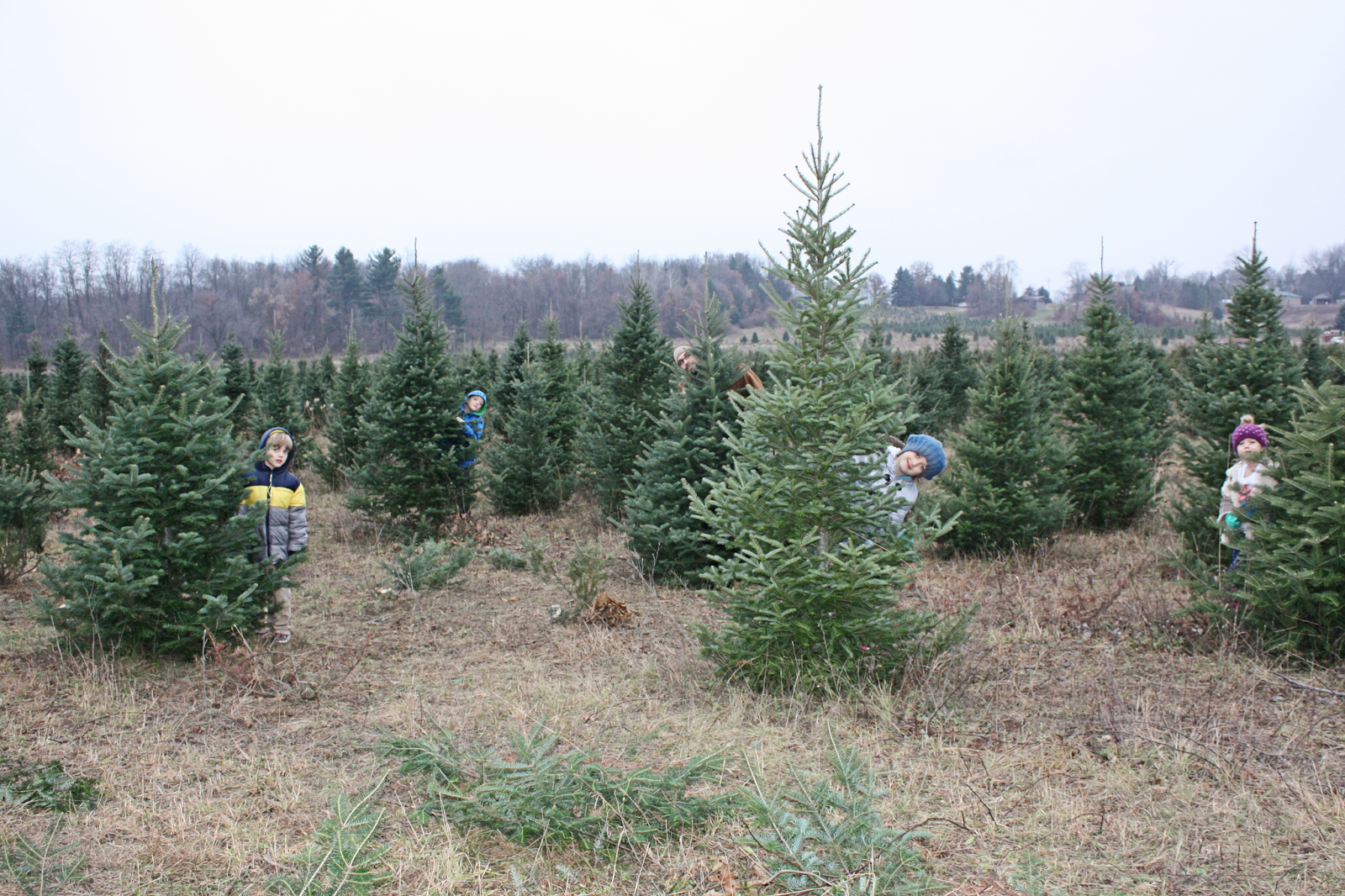 Aimless Daze: O Christmas Tree