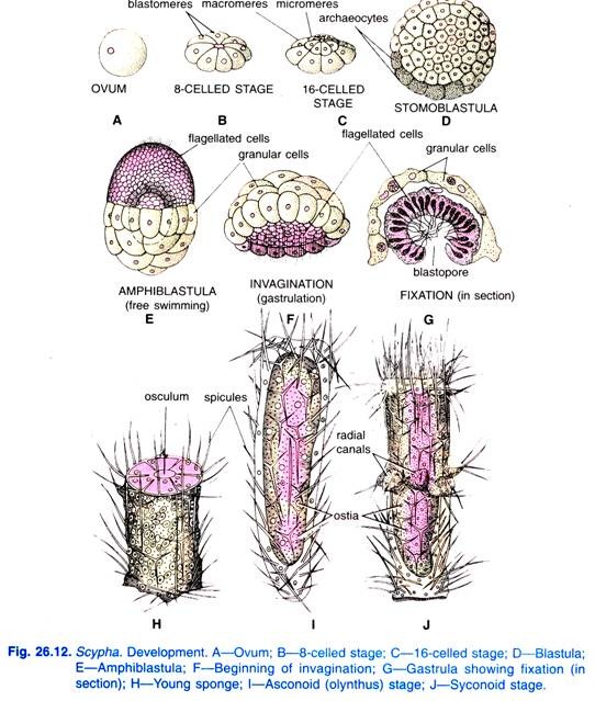 Biologia - nauka o życiu: Gąbki (Porifera)