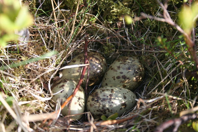 Spirit of Adventure: June 2011