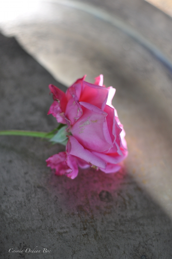 simplu si bun: Povestea unei roze...