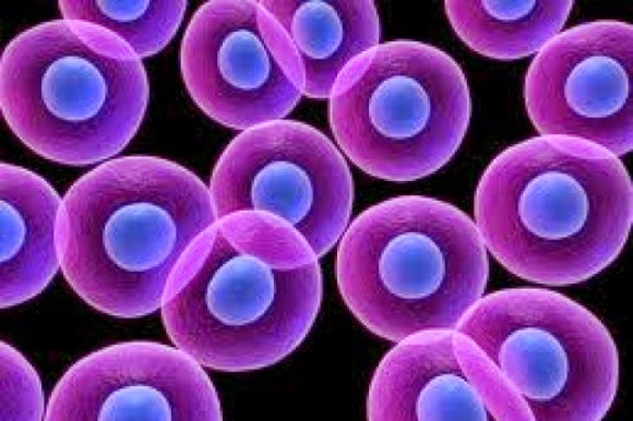 Toda la informaciòn acerca de las Cèlulas Madre: ¿Qué son las células ...