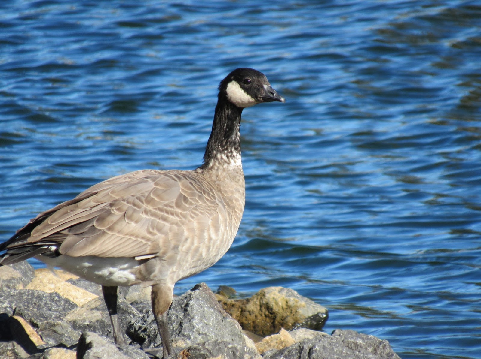 A Special Guest Appearance at CSU Stanislaus: Cackling Geese!