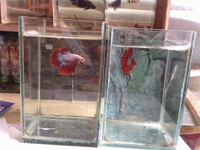 Ketahui Harga Aquarium Kaca Ukuran 1 Meter, Paling Update!