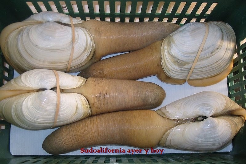 SUDCALIFORNIA DE AYER Y HOY: Gastronomía Sudcaliforniana